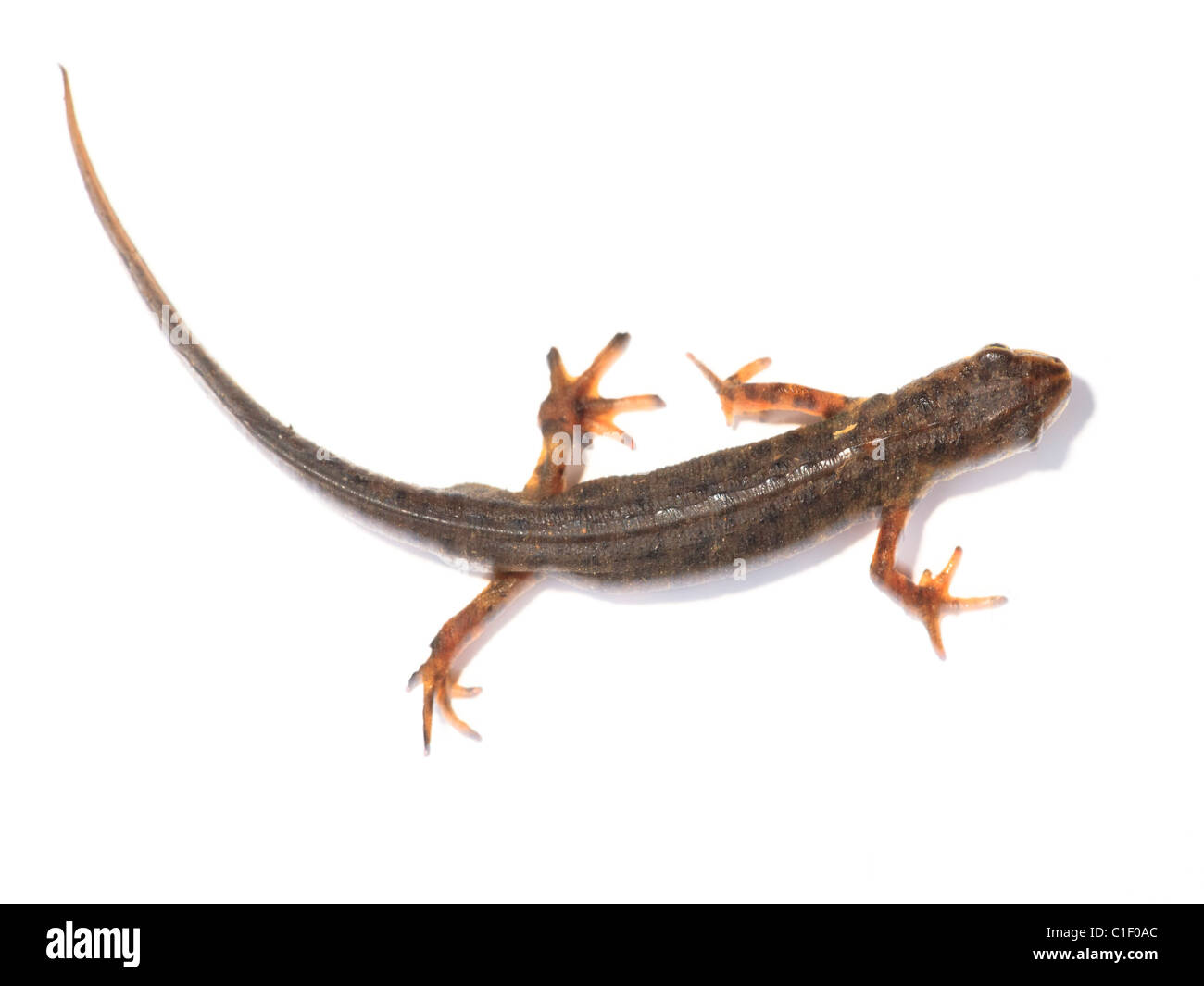 Common or Smooth Newt Triturus vulgaris cutout Stock Photo - Alamy