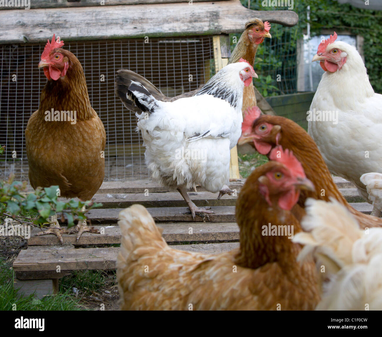 Free range chickens hi-res stock photography and images - Alamy
