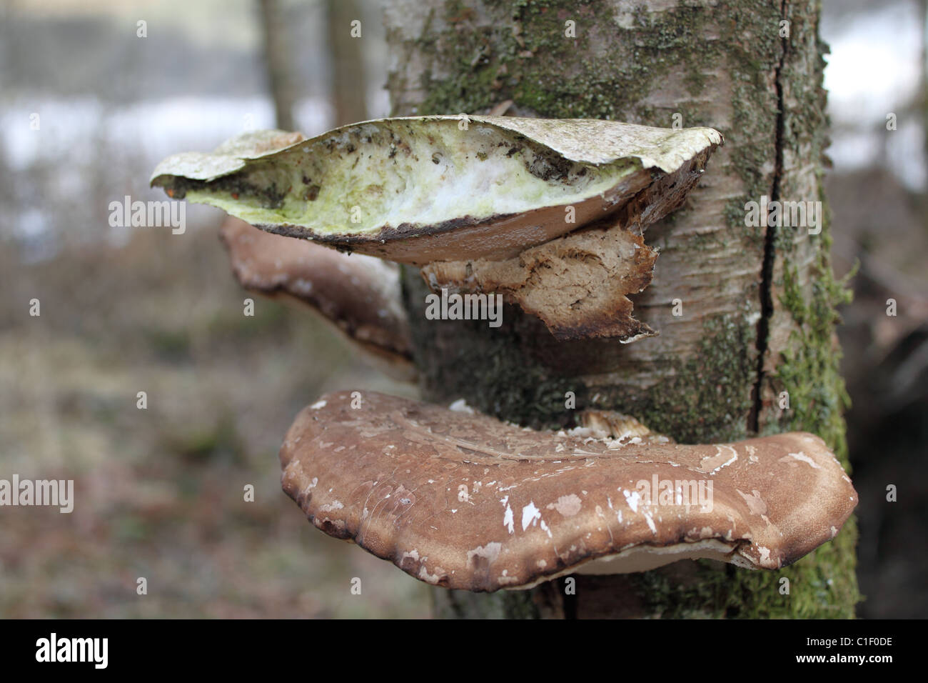 Tree fungi hi-res stock photography and images - Alamy