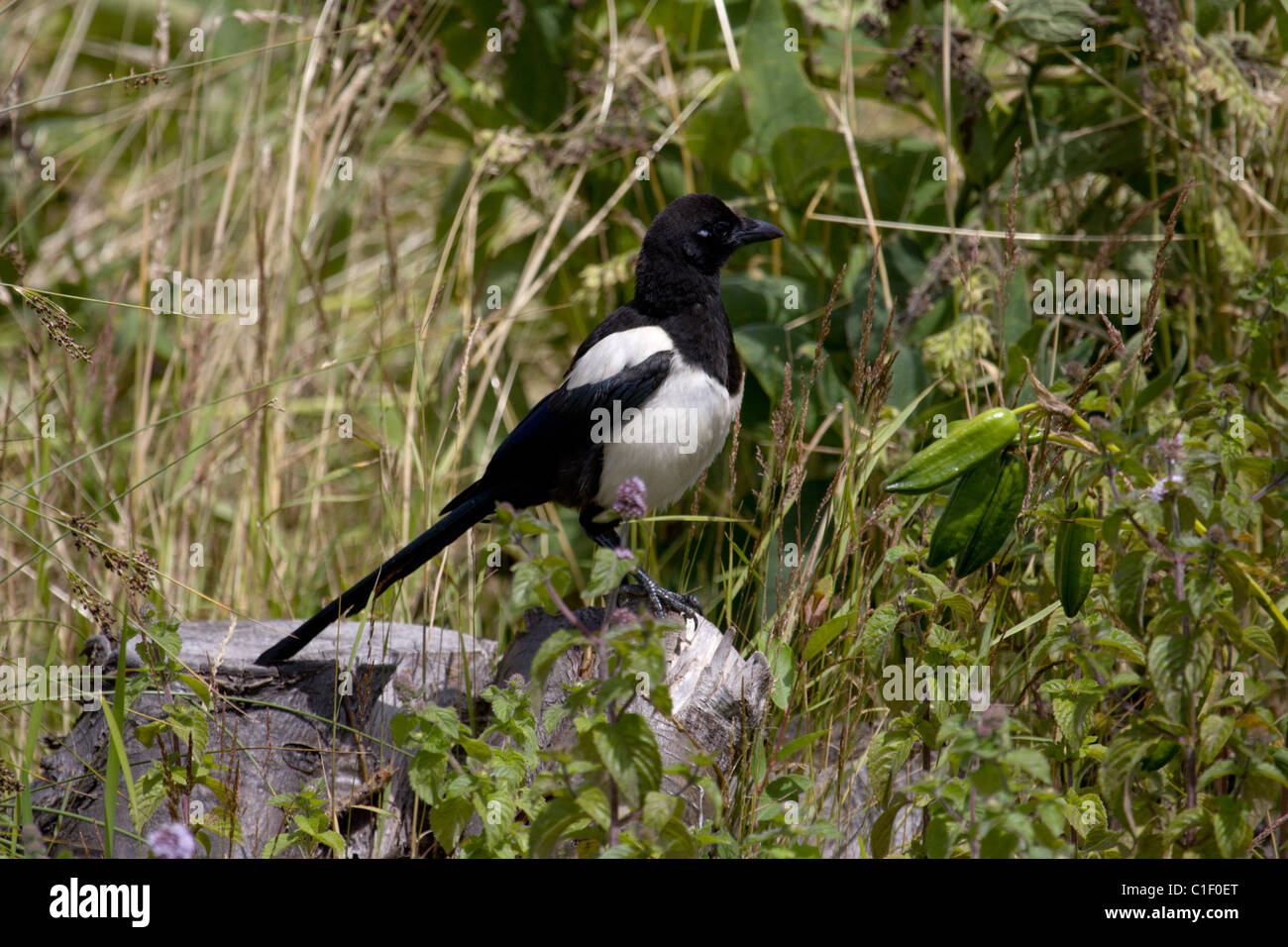 Magpie on fence hi-res stock photography and images - Alamy