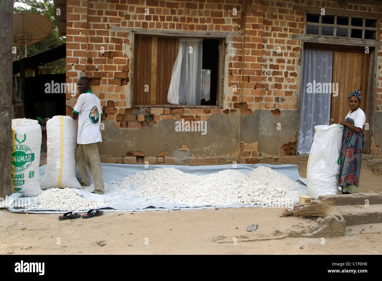 Cassava root ,Republic of the Congo Stock Photo - Alamy