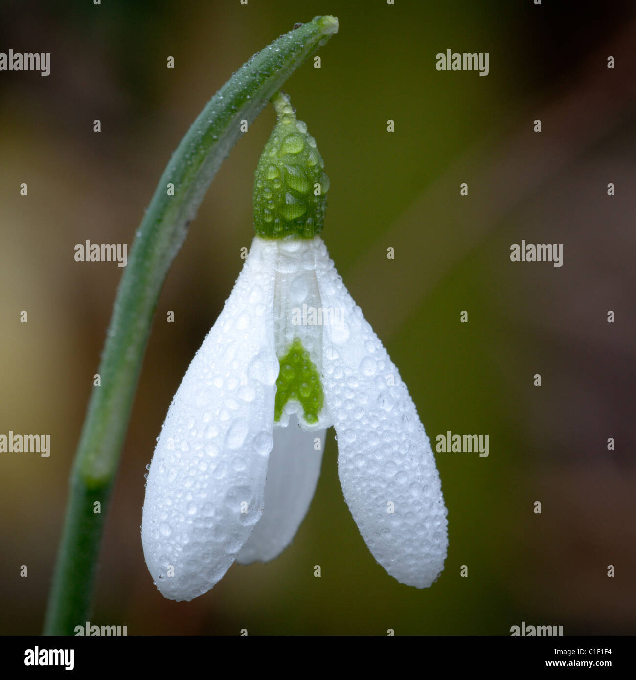 Snowdrop covered in water droplets of spring dew Stock Photo - Alamy