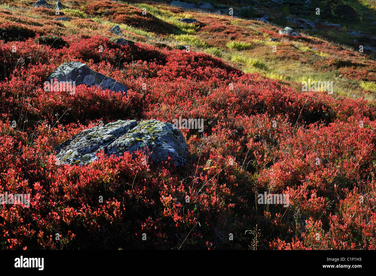 Red bilberry leaves on an alpine moor in autumn, Haukelifjell Norway ...