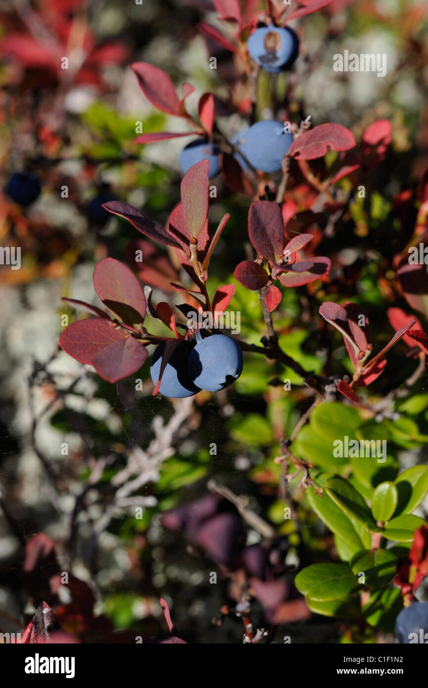 Bilberries and red leaves in autumn, Haukelifjell Norway Stock Photo ...