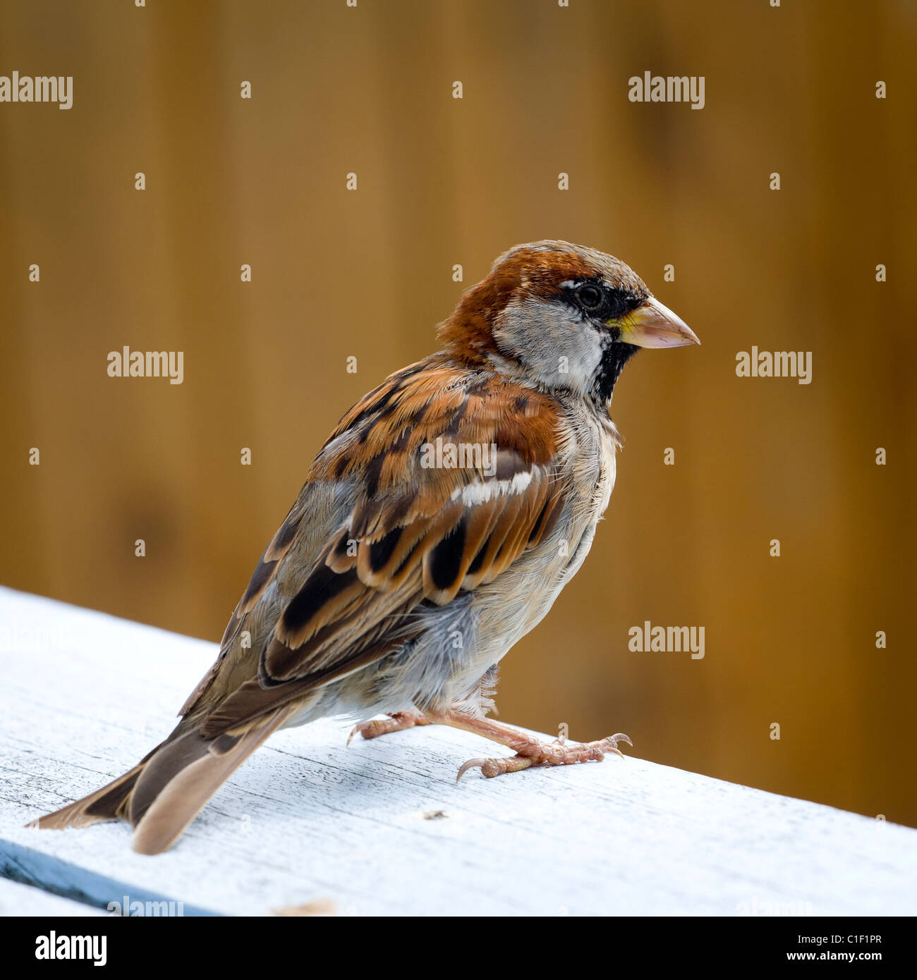 Bird sitting on bench hi-res stock photography and images - Alamy
