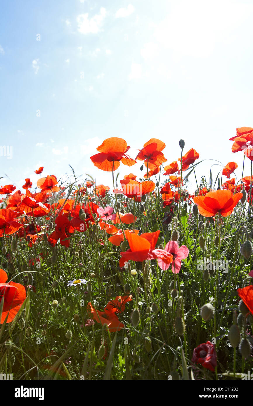 Spain poppies hi-res stock photography and images - Alamy