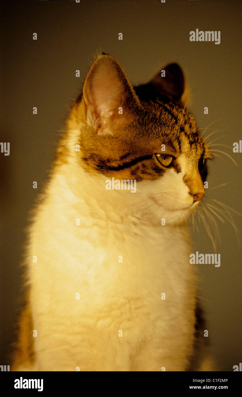 France, Paris, cat Stock Photo - Alamy