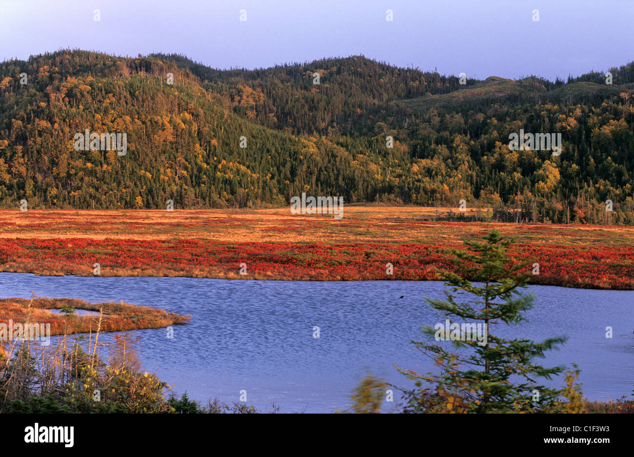 Canada, Newfoundland, autumnal scenery in the south west of the Island ...