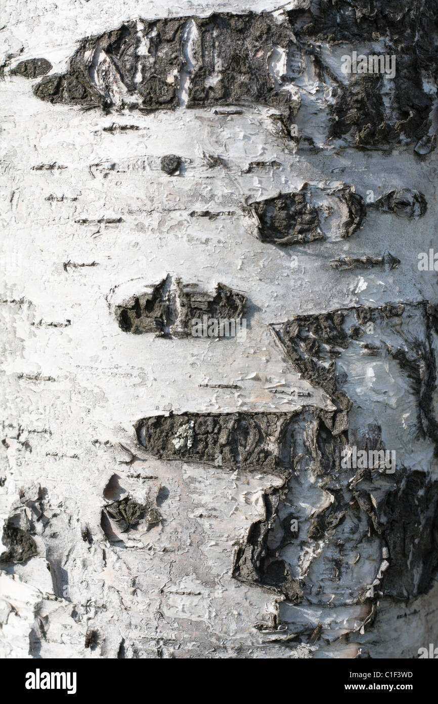 Birch cortex, invoiced skin, wooden background Stock Photo - Alamy