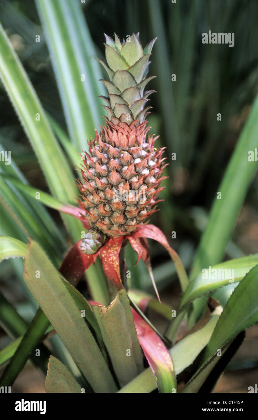 Sri Lanka, (Ex Ceylan) ananas fruit around Kandy city Stock Photo - Alamy