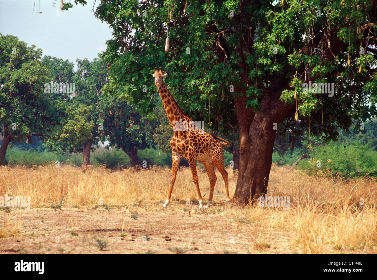 Giraffe in game park Stock Photo - Alamy