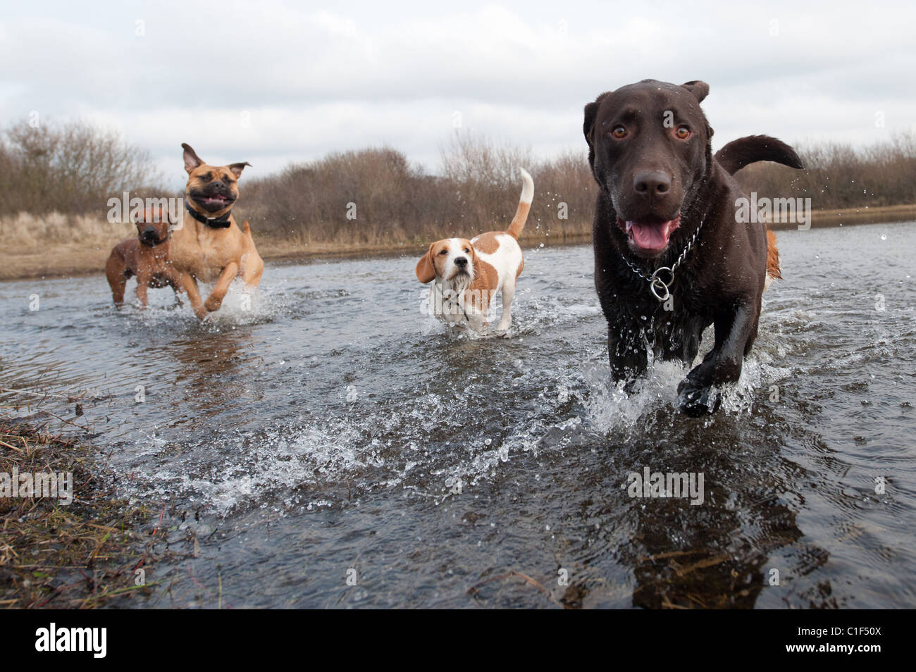Labrador Retriever and friends having fun in the water Stock Photo - Alamy