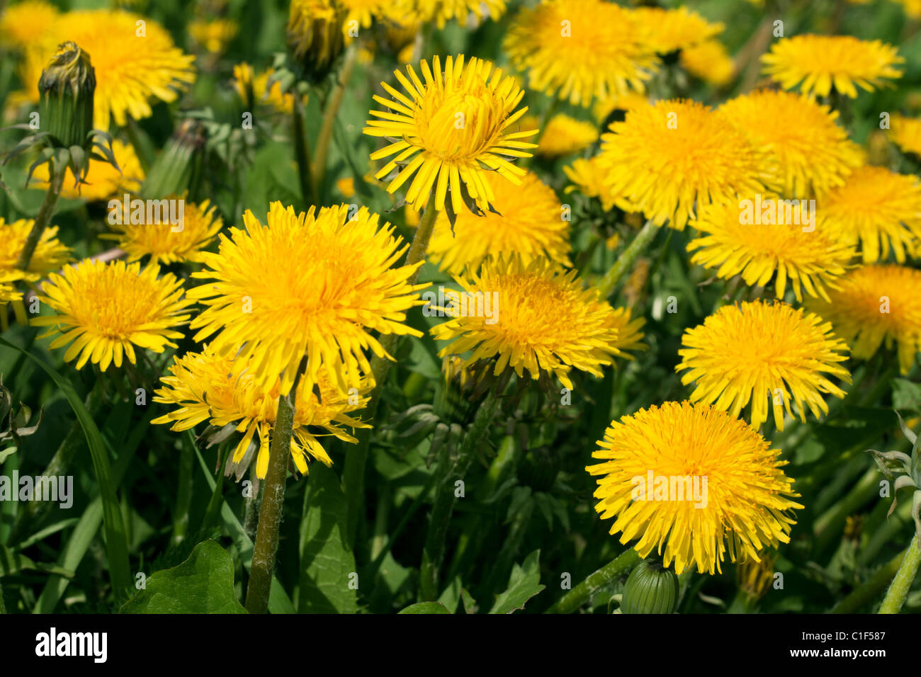 Yellow dandelions on green herb, stalk colour Stock Photo - Alamy
