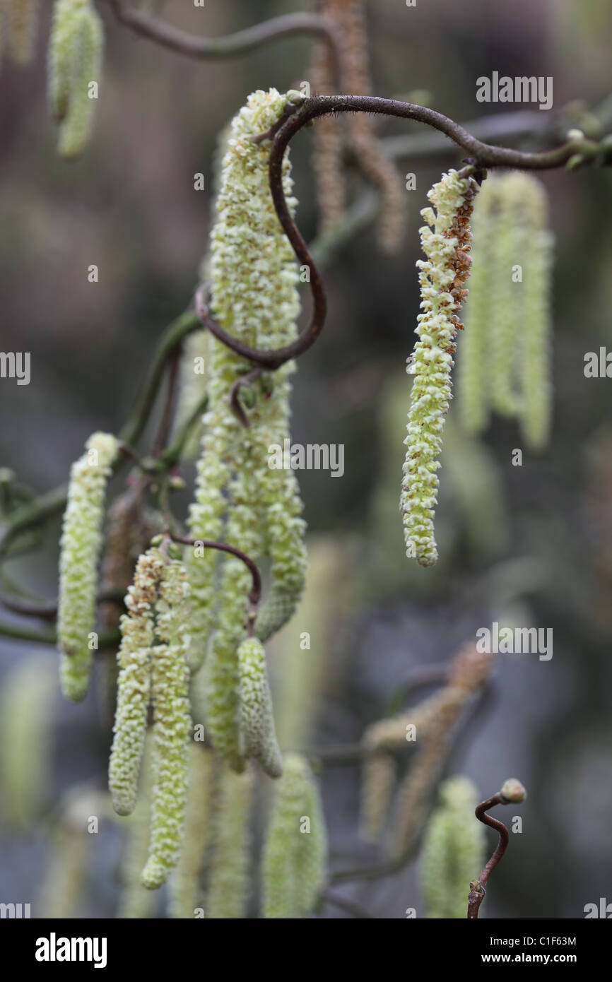 corylus avellana contorta curly branches tree Stock Photo - Alamy