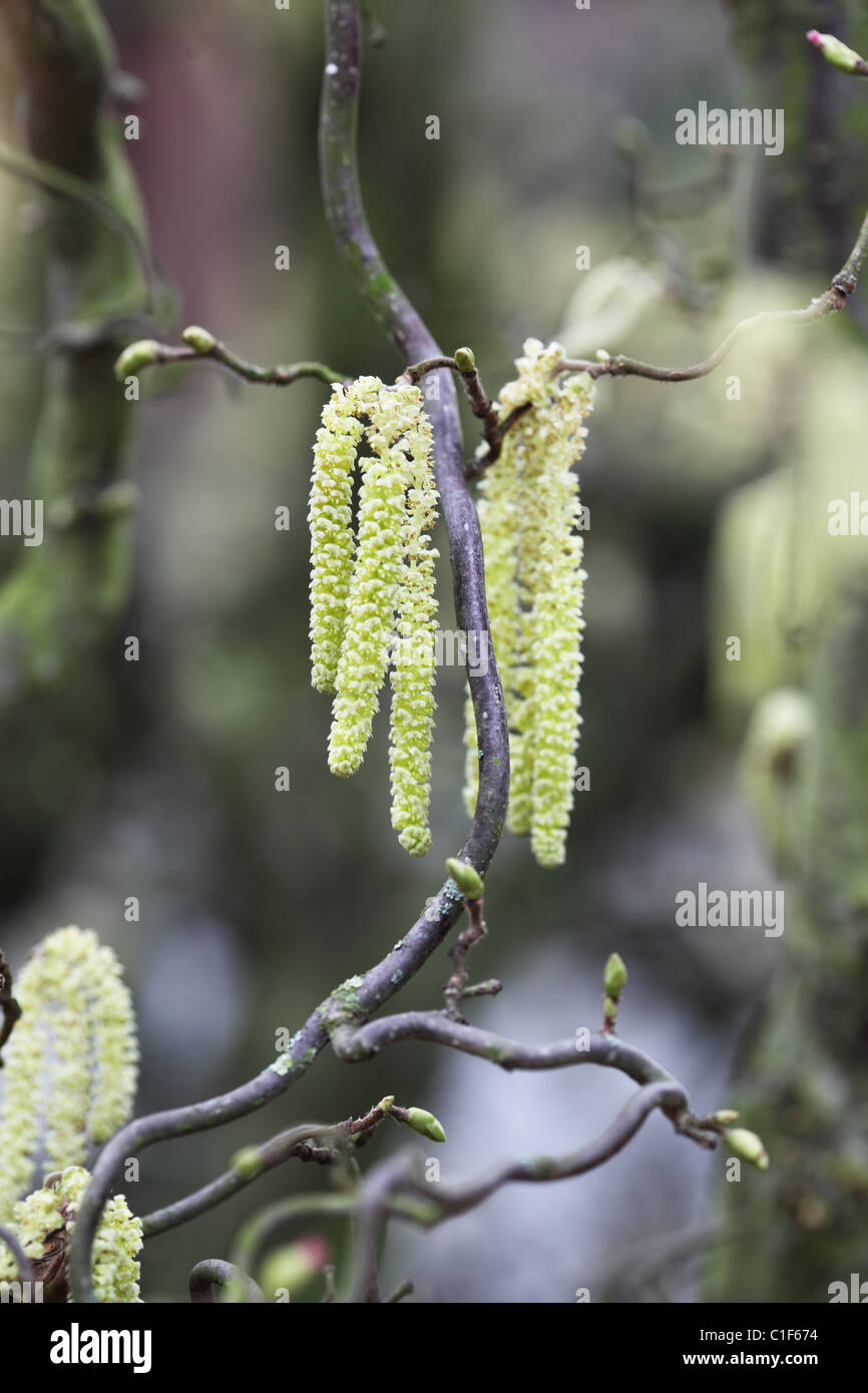 Curly tree roots hi-res stock photography and images - Alamy