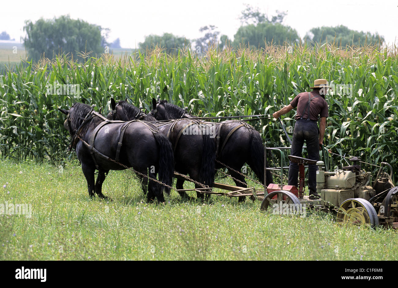 United States, Pennsylvania, field of corn in Amish area Stock Photo ...