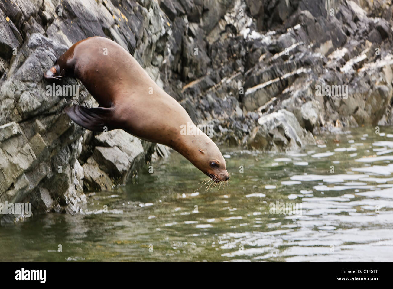 Steller sea lion hi-res stock photography and images - Alamy