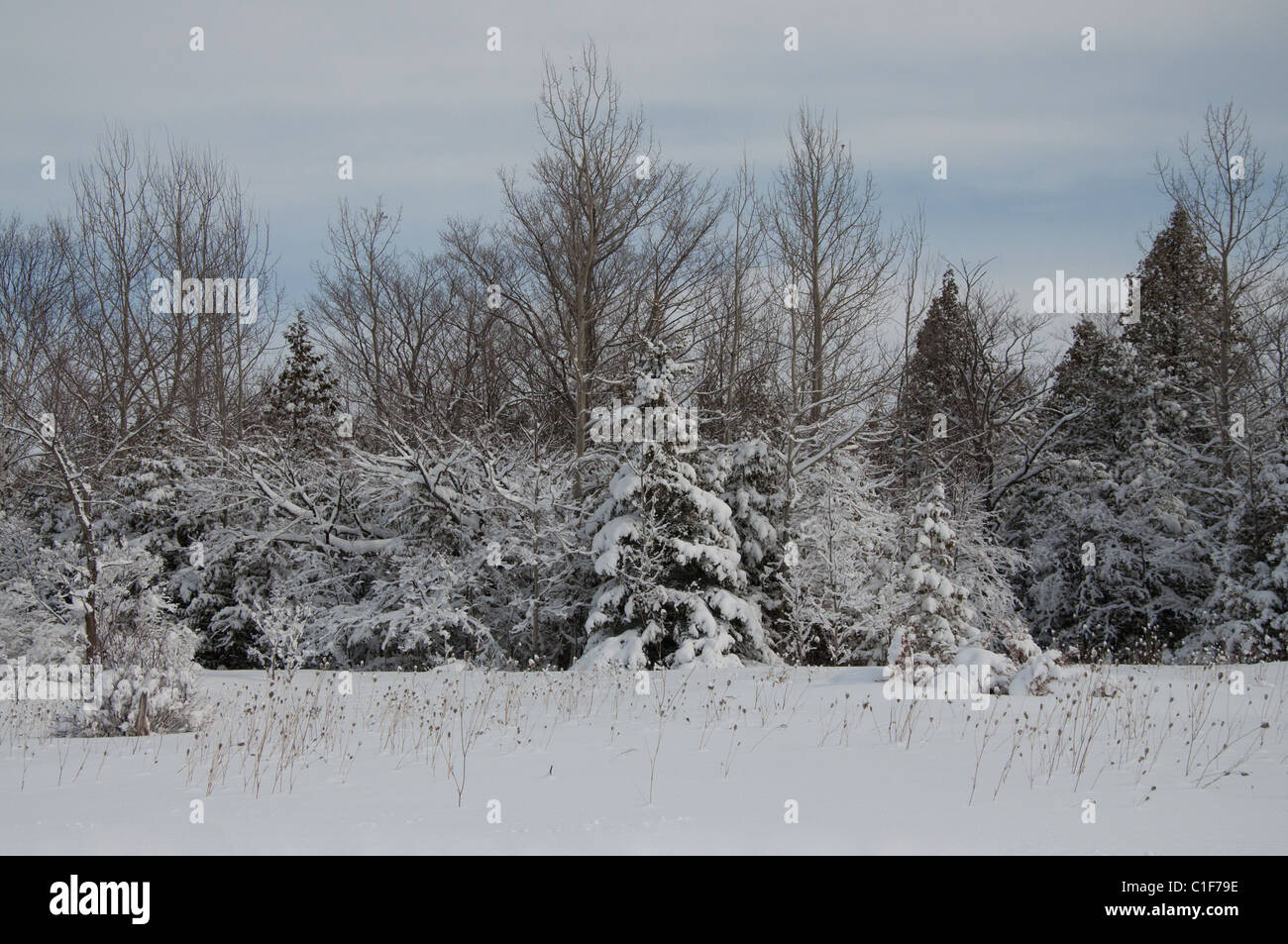 Winter snow field trees hi-res stock photography and images - Alamy