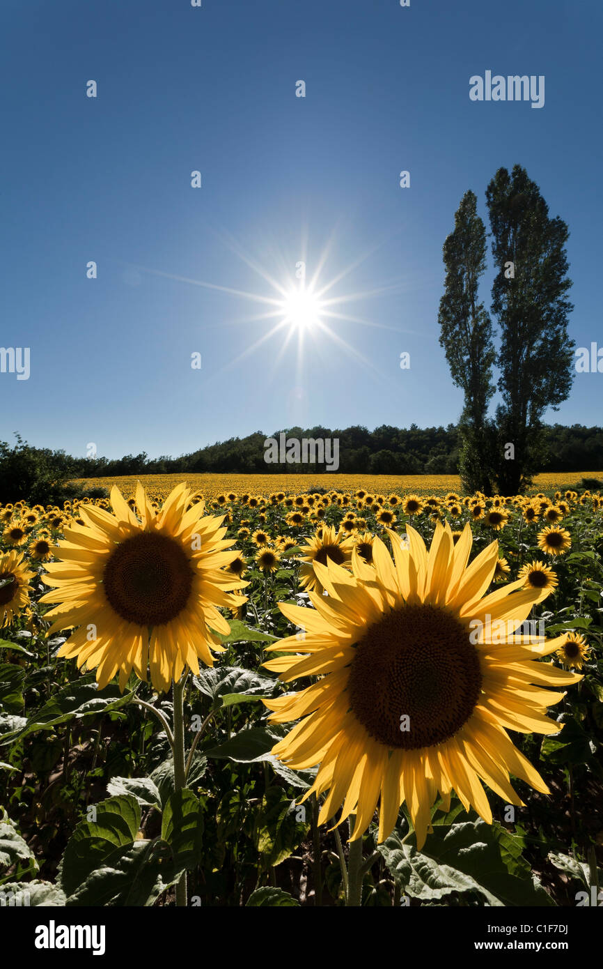 Sunflower field (Helianthus annuus) backlit in sunshine, Puimoisson ...