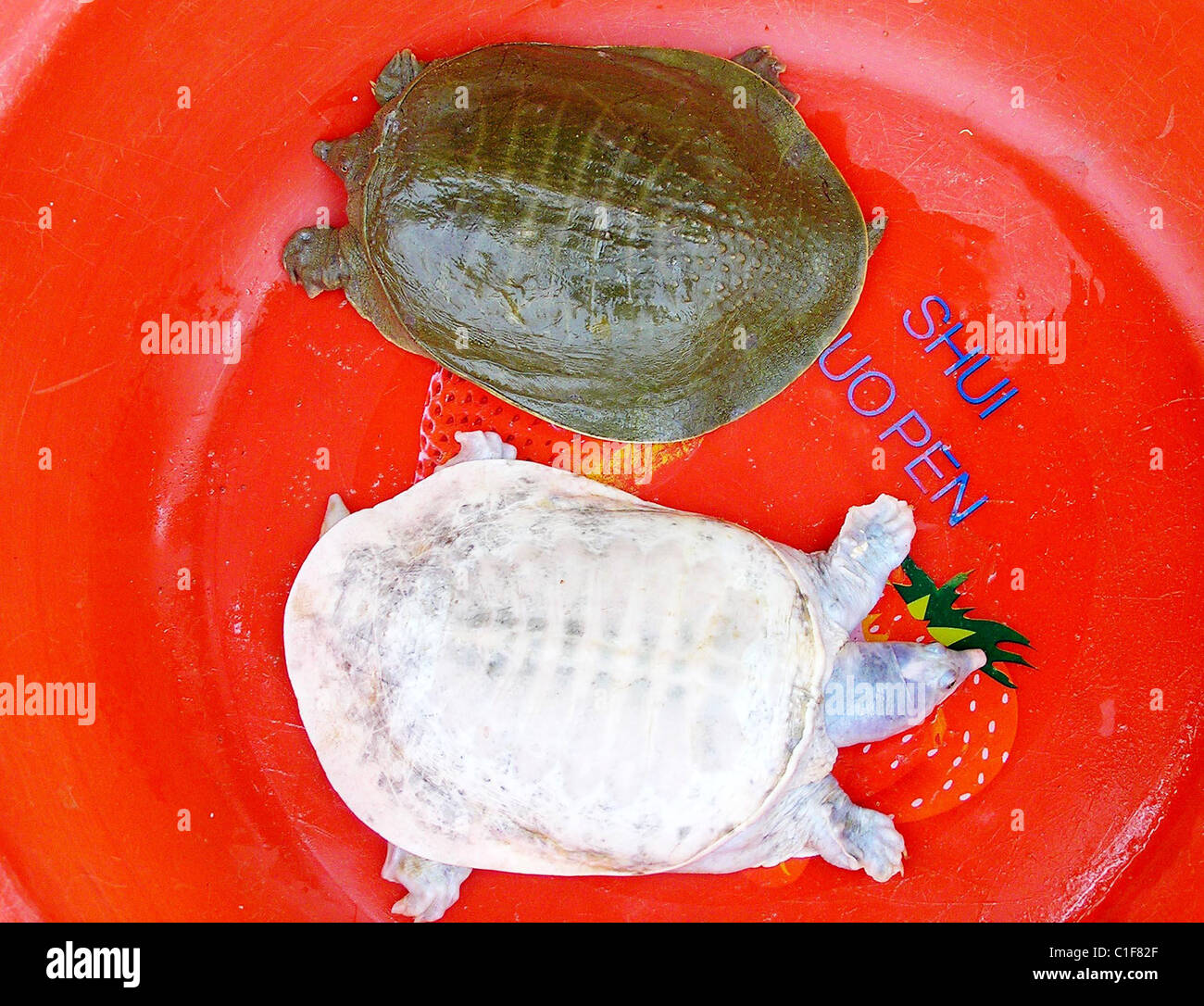 Albino turtle Villagers in Jiangxi, China have found a rare albino ...