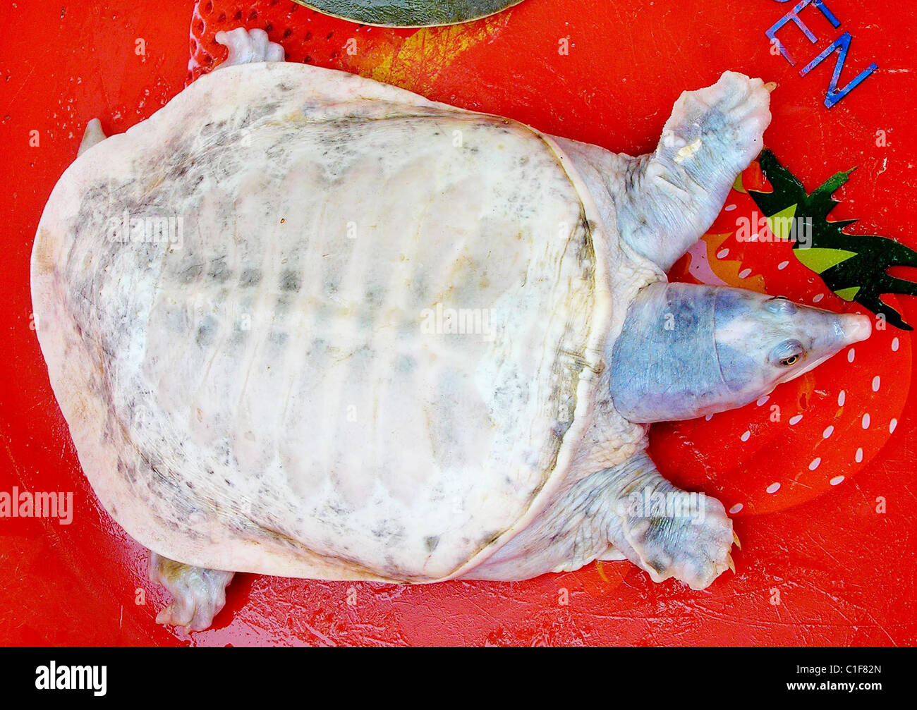 Albino Softshell Turtle
