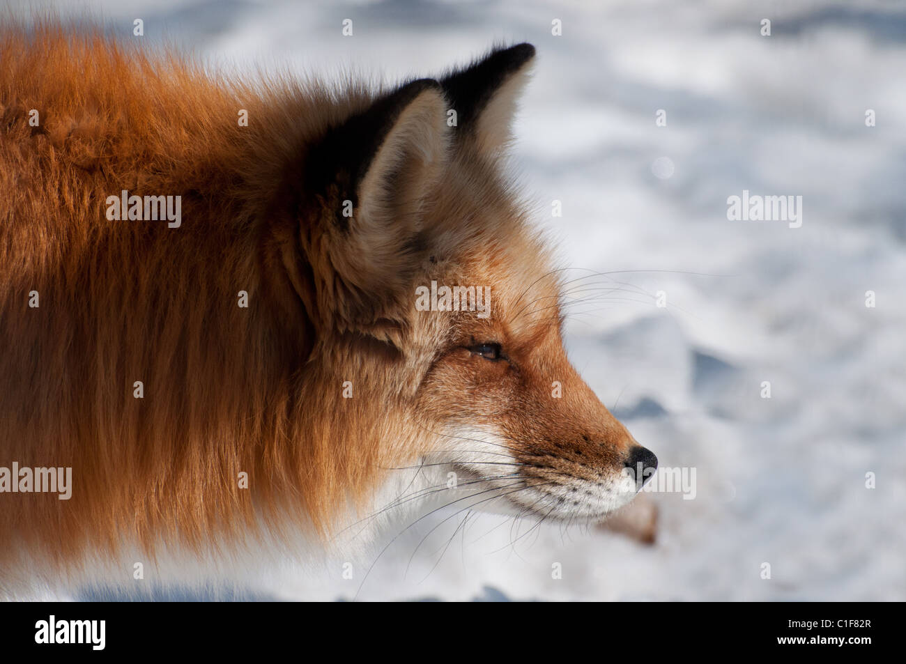 Red fox snow hi-res stock photography and images - Alamy
