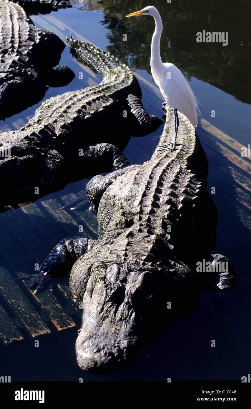 United States, Florida, Orlando, Gatorland, alligator Stock Photo - Alamy