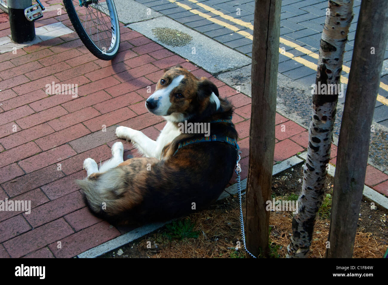 Sorrowful look from street dog tied to a tree Stock Photo - Alamy