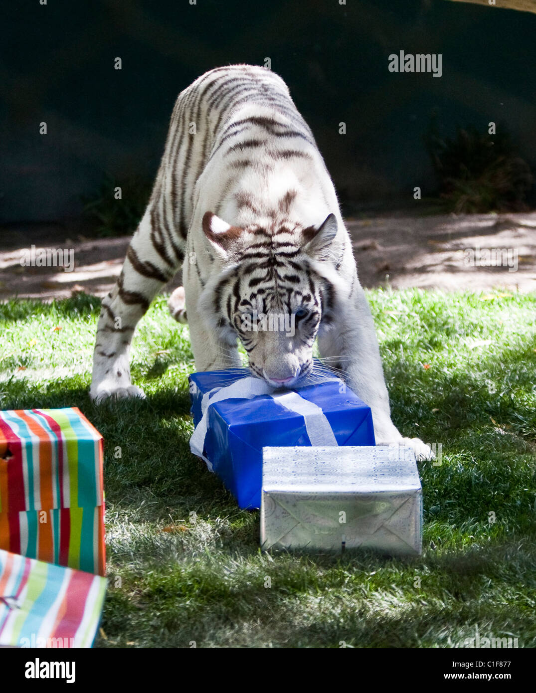 Magicians Siegfried Fischbacher and Roy Horn celebrate their tiger cubs ...
