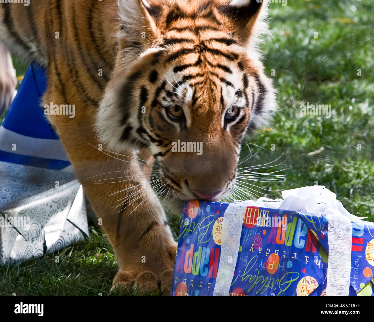 Magicians Siegfried Fischbacher and Roy Horn celebrate their tiger cubs ...