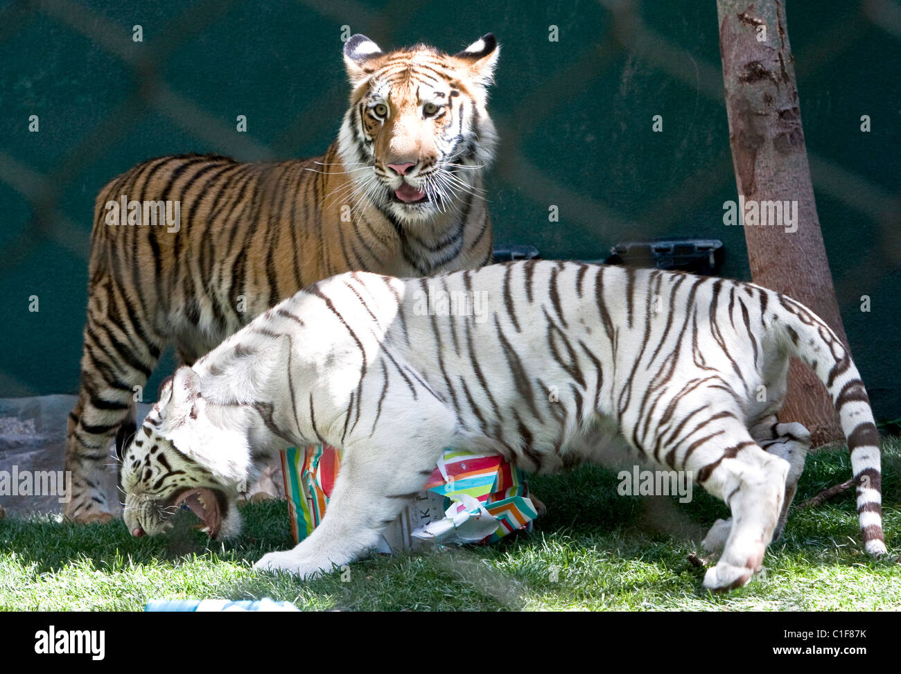 Magicians Siegfried Fischbacher and Roy Horn celebrate their tiger cubs ...