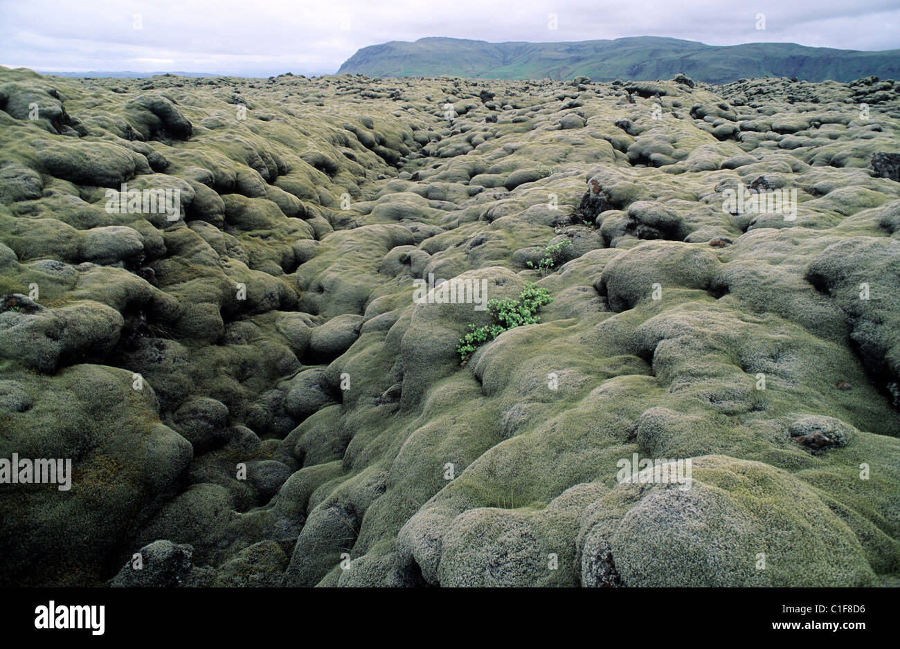Iceland, Southern area, lichen growwing on volcano lava Stock Photo - Alamy