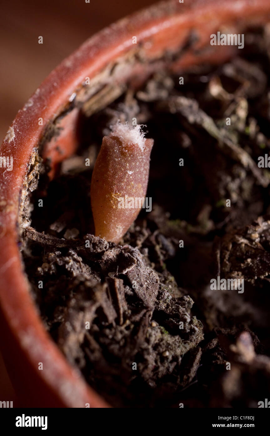 Bishop´s cap cactus (Astrophytum Myriostigma) seedling Stock Photo - Alamy