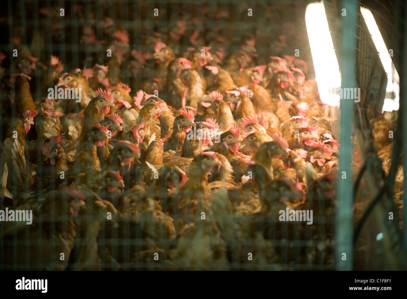 New hen houses for egg production, Bestensee, Germany Stock Photo - Alamy
