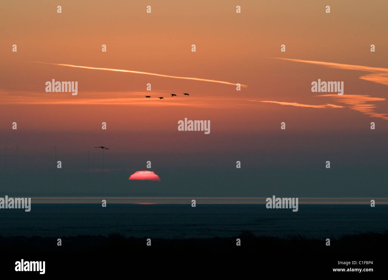 barnacle geese flying across sunrise on a still calm morning solway ...