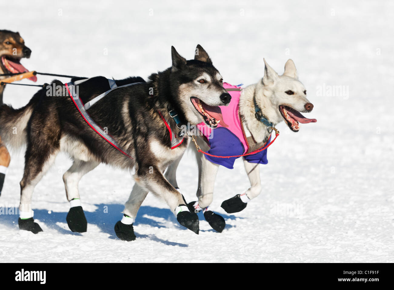 Lead sled hi-res stock photography and images - Alamy