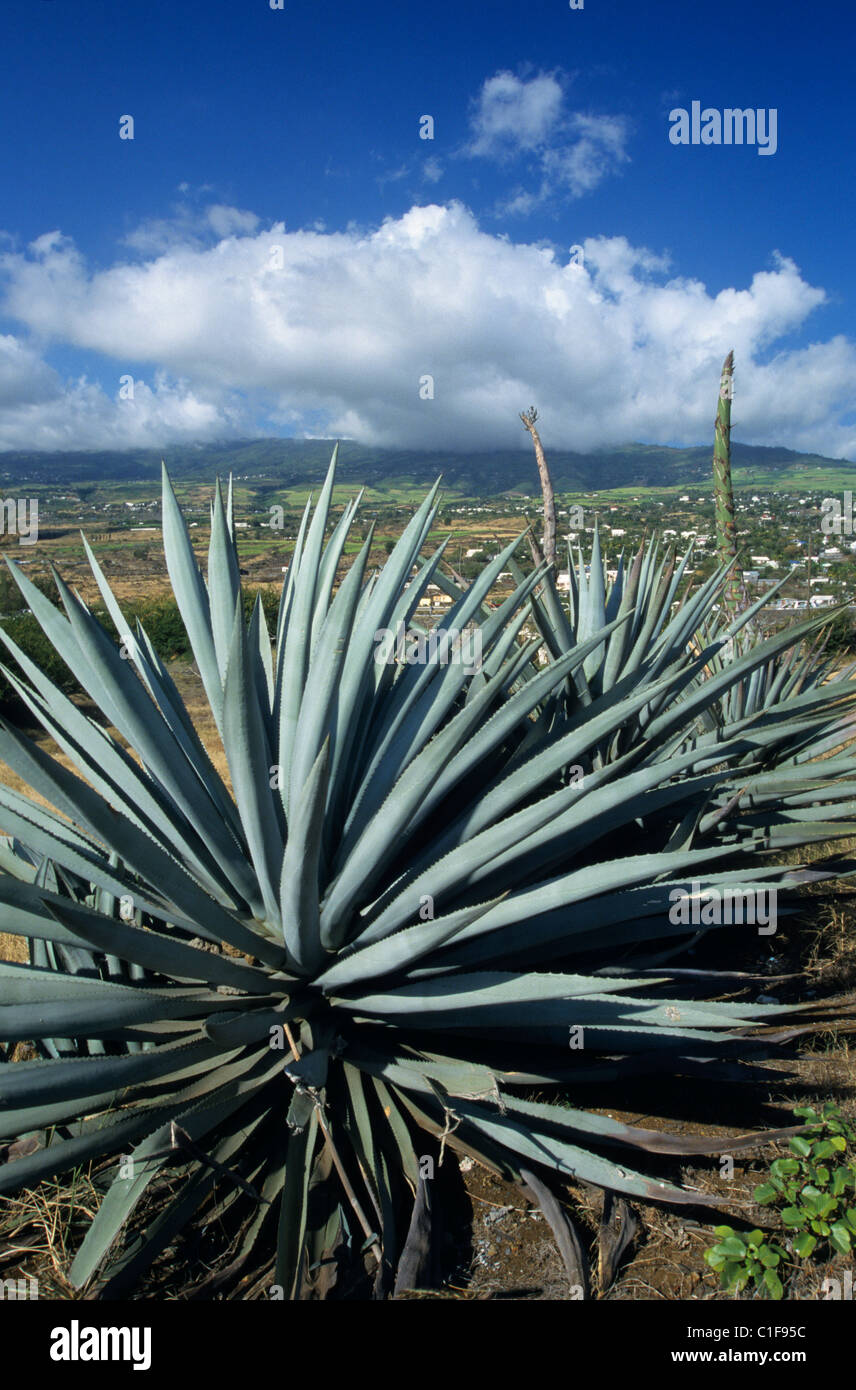 Green-aloe (furcraea foetida) invasive plant, near Saint Leu, La ...