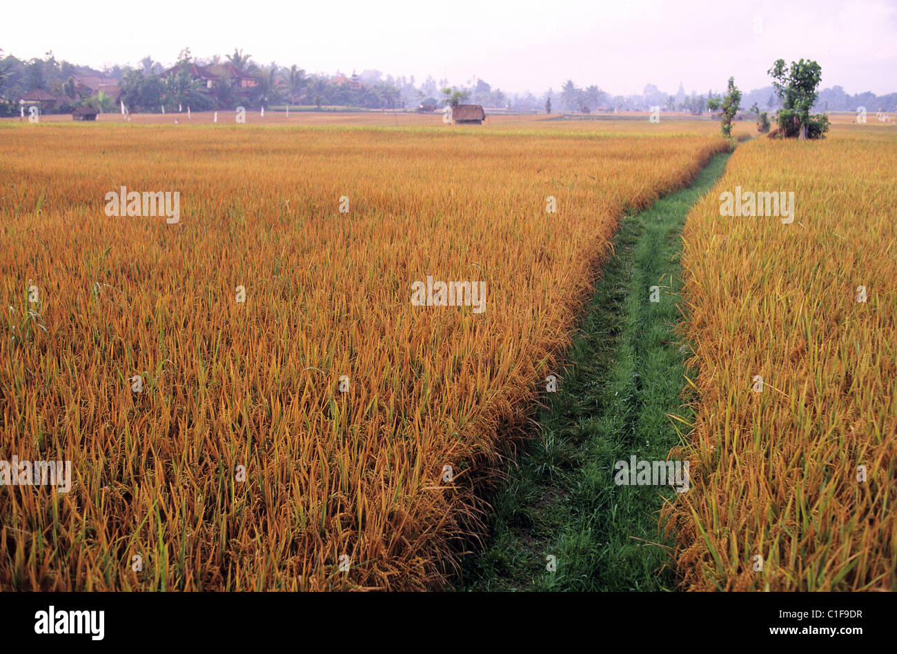 Ubud ricefield hi-res stock photography and images - Alamy