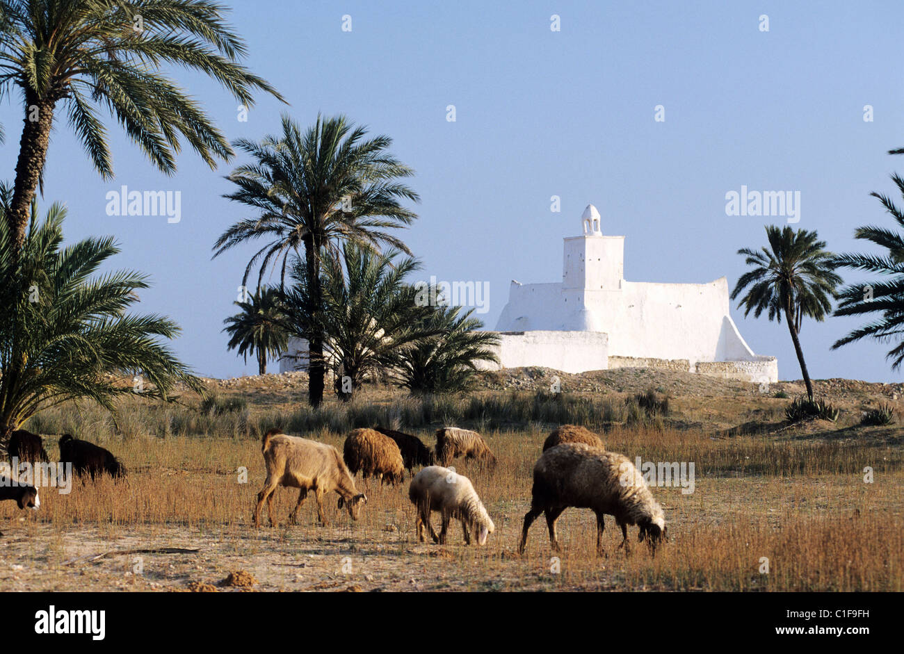 Tunisia, Djerba, Guellala mosque Stock Photo - Alamy