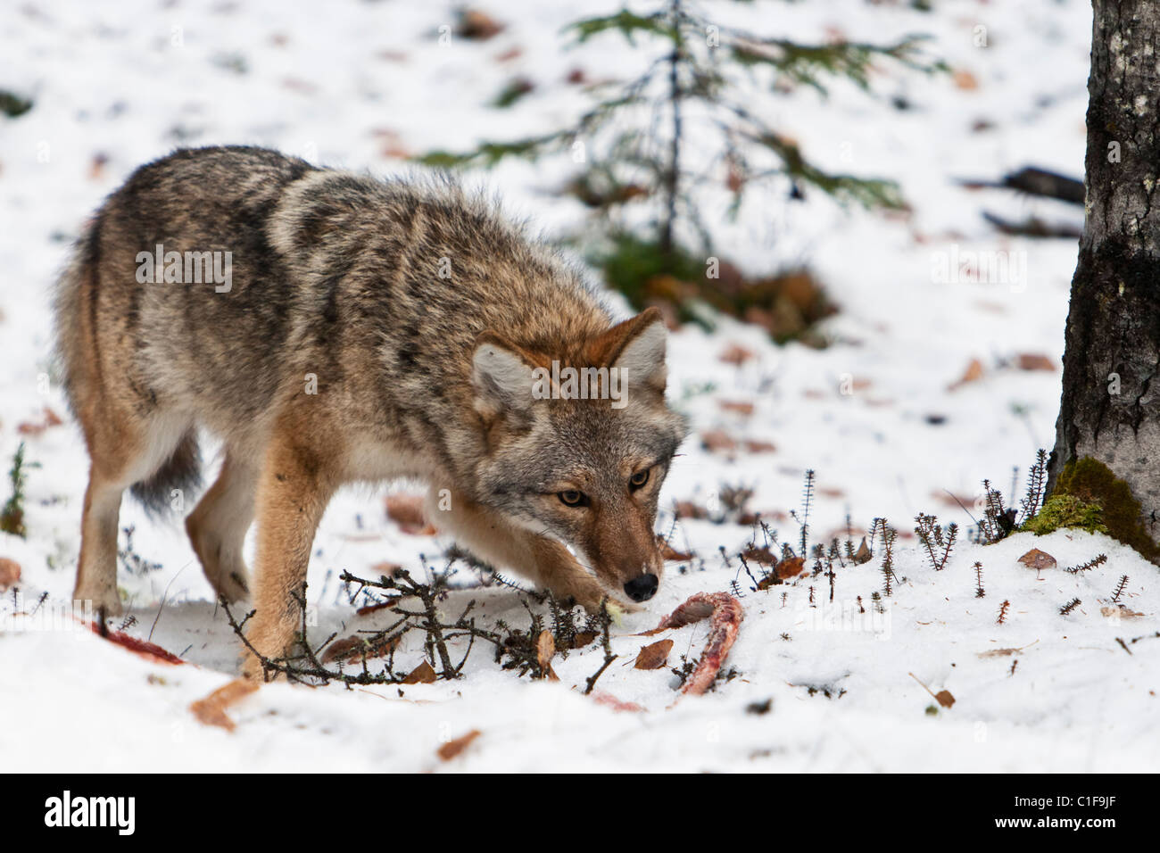 Coyote (Canis latrans) foraging for Moose (Alces alces) rib bones in ...