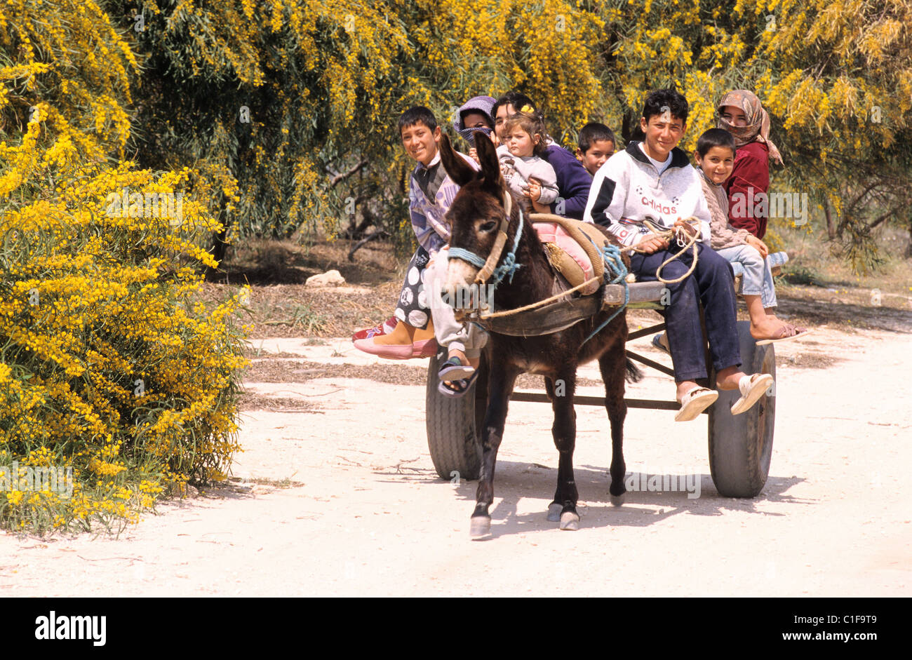 Tunisia, Djerba Island, donkey carriage in the countryside Stock Photo ...