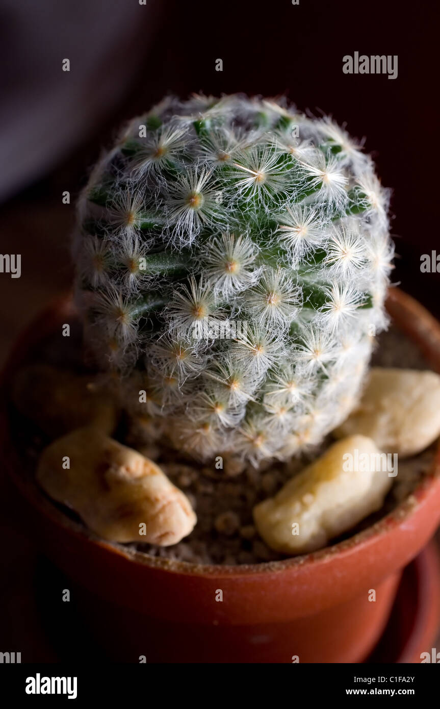 Small Feather cactus (Mammillaria Plumosa Stock Photo - Alamy