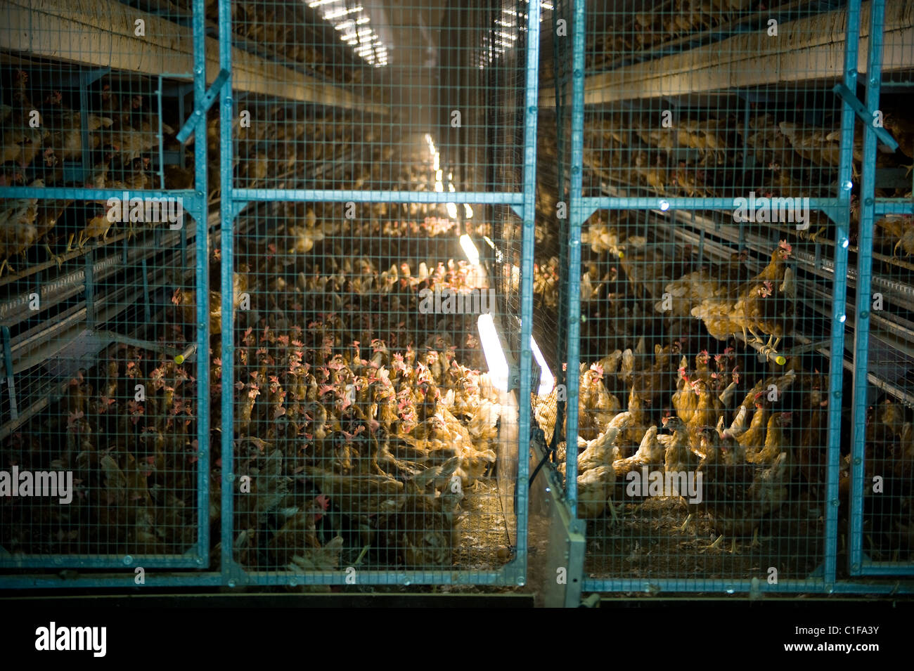 Egg production breed hi-res stock photography and images - Alamy