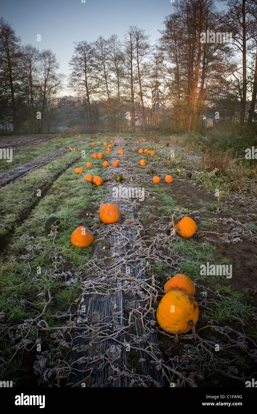 A pumpkin field Stock Photo - Alamy