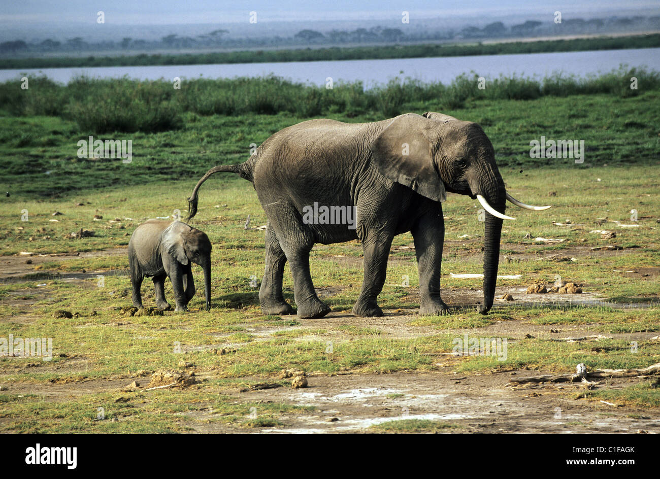 Kenya, elephants in the Masai Mara reserve Stock Photo - Alamy