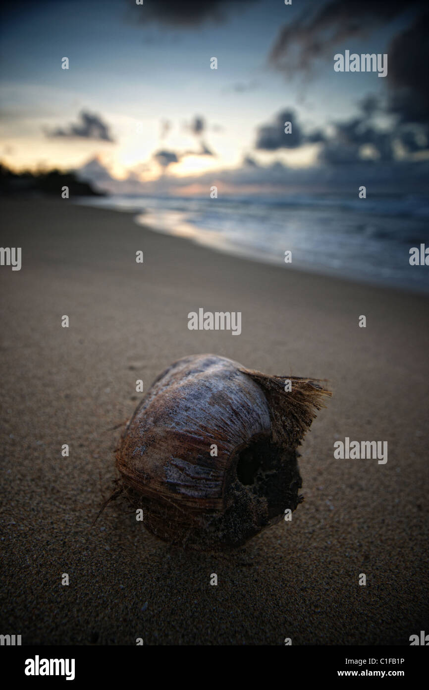 a coconut on the beach near rincón, puerto rico Stock Photo - Alamy