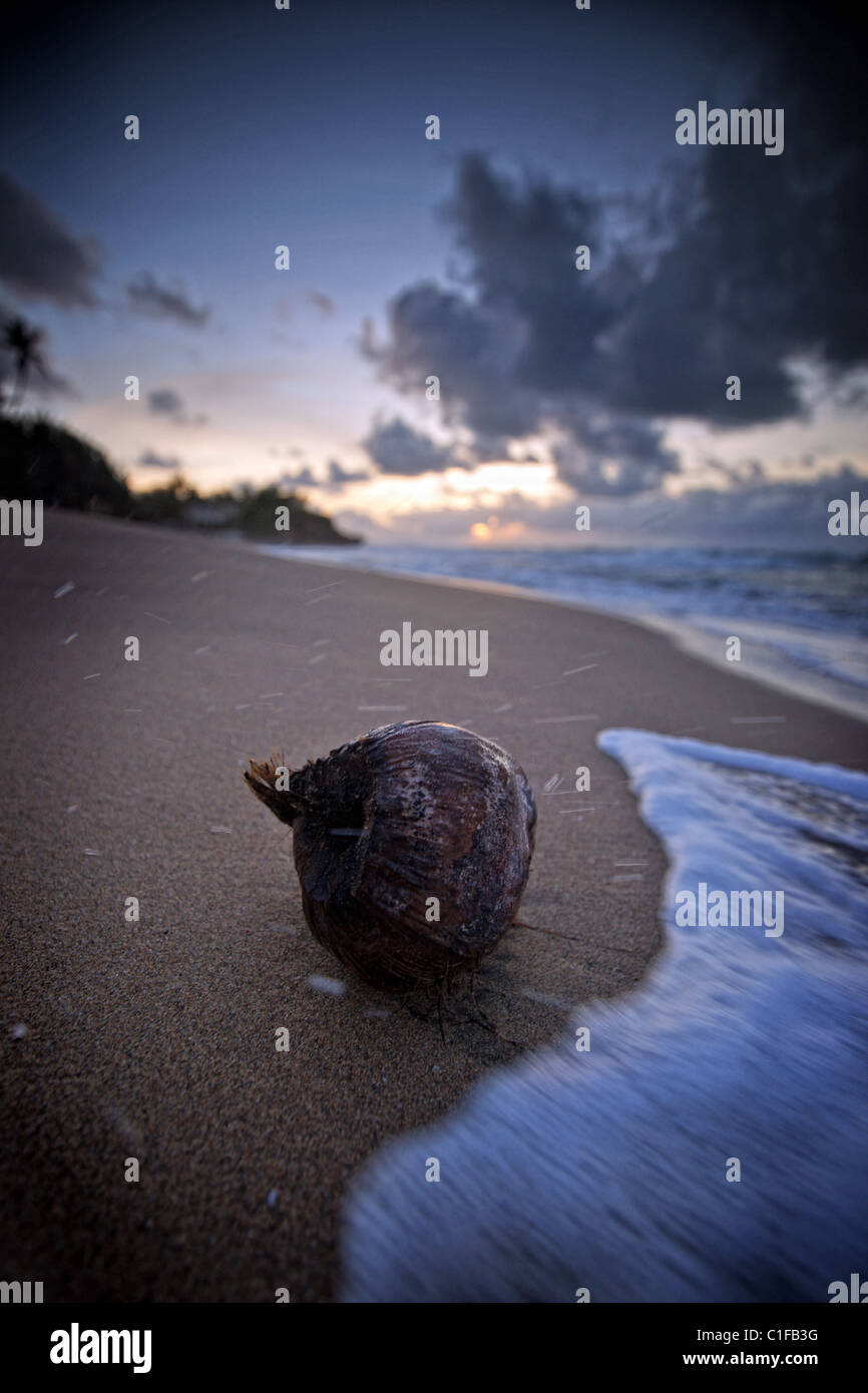 a coconut in the surf on a beach near rincon, puerto rico Stock Photo ...