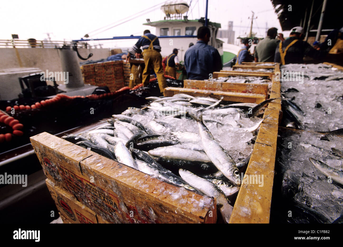 Crate sardines hi-res stock photography and images - Alamy