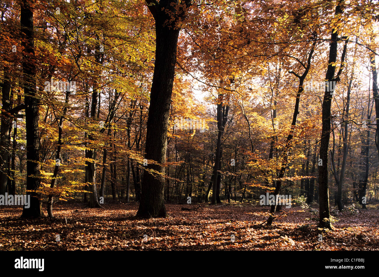 Fontainebleau forest hi-res stock photography and images - Alamy