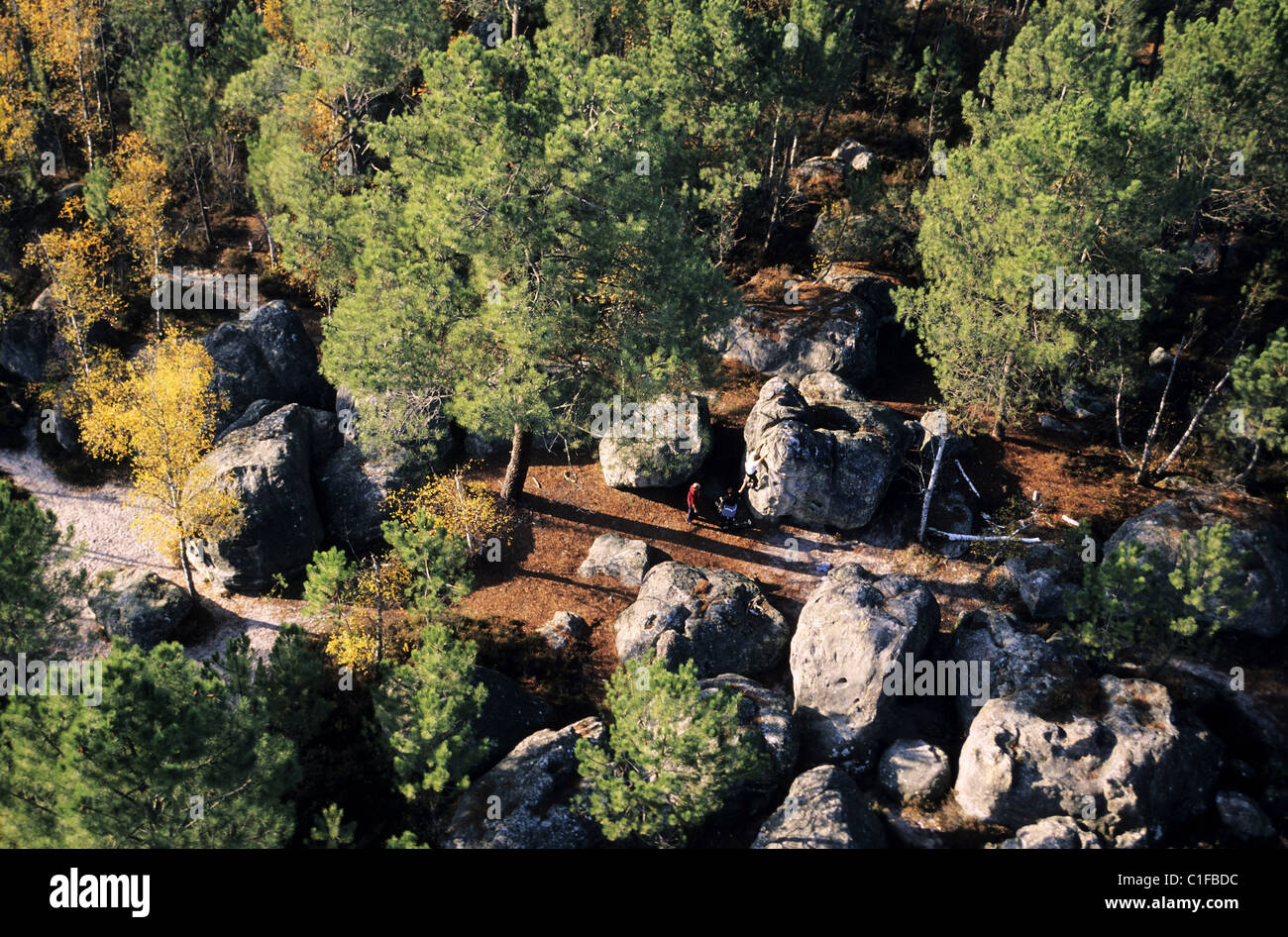 The forest of fontainebleau hi-res stock photography and images - Alamy